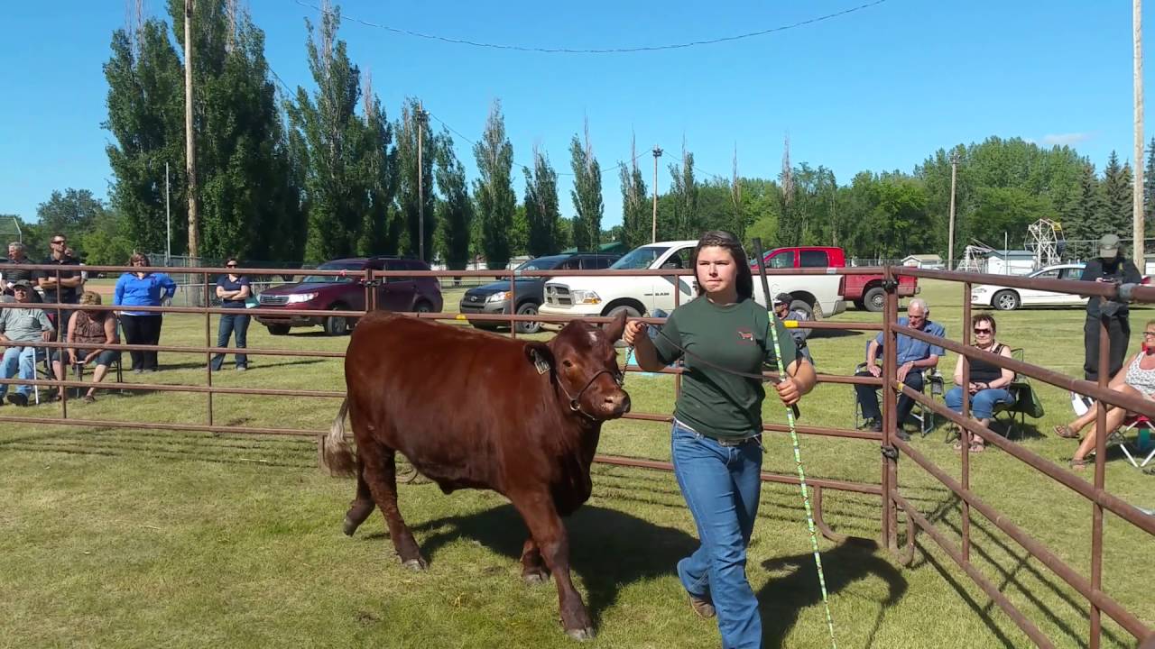 2016 Rosthern 4 H steer sale - YouTube