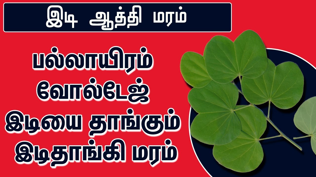 பல்லாயிரம் வோல்டேஜ் இடியை தாங்கும் "இடி ஆத்தி மரம்" | Myths And Truths ...