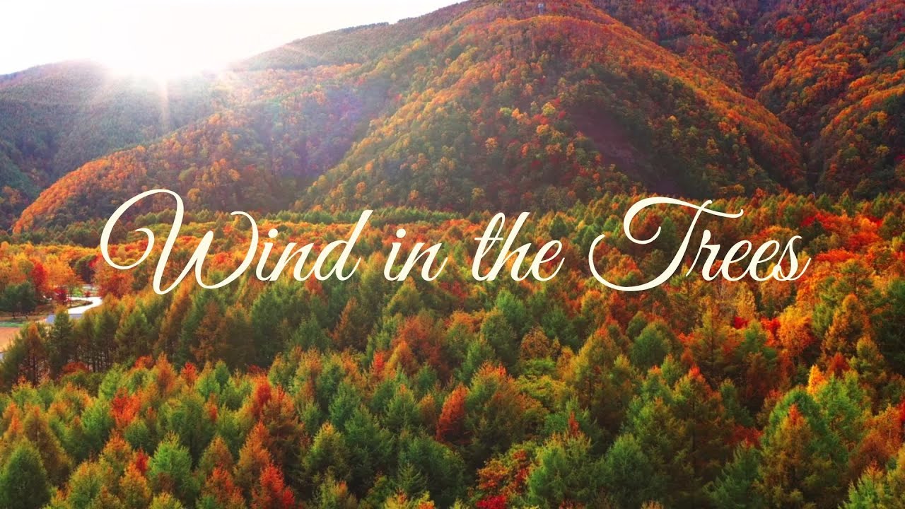 Wind in the Trees | Soothing Nature Sounds for Relaxation and Focus ...