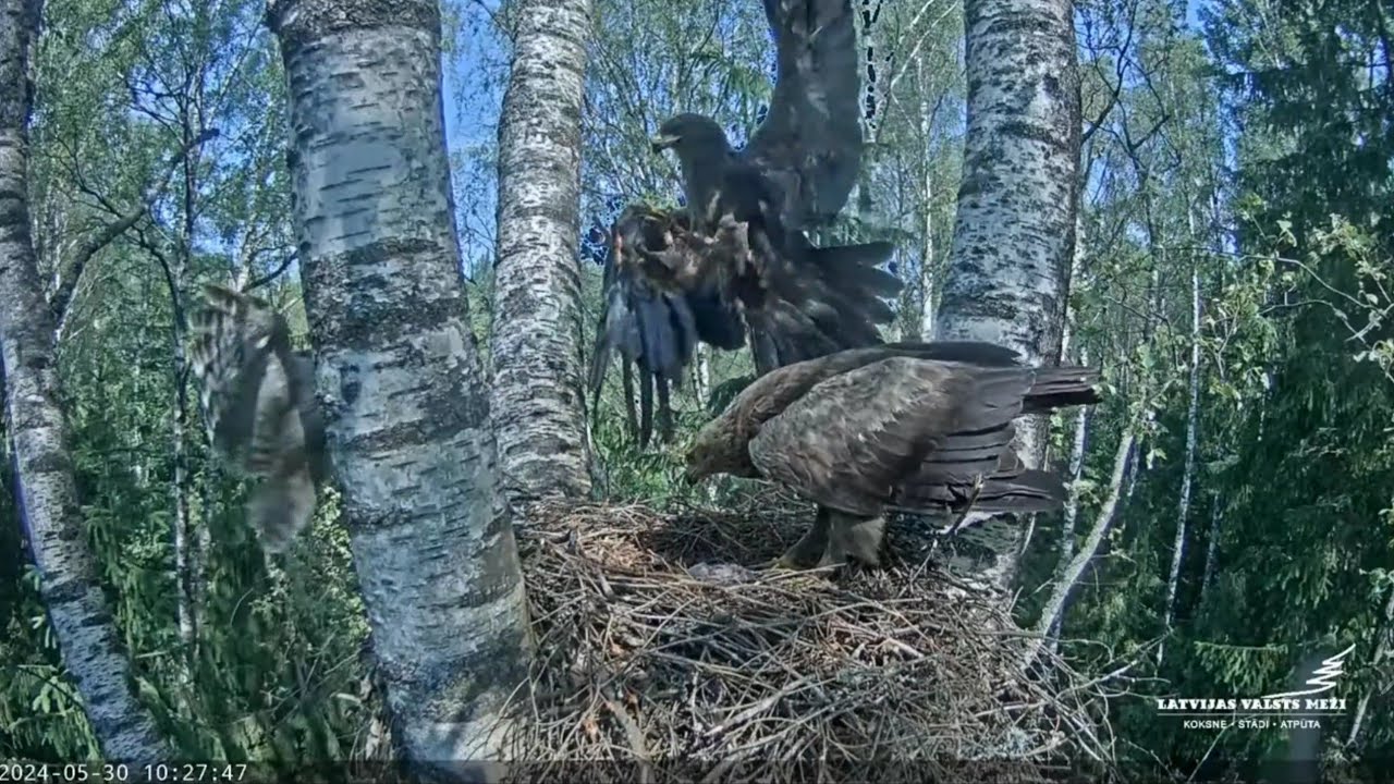 Lesser Spotted Eagle/LVM ☆May 30th ~ Gift for the female 🔺️ and attack ...