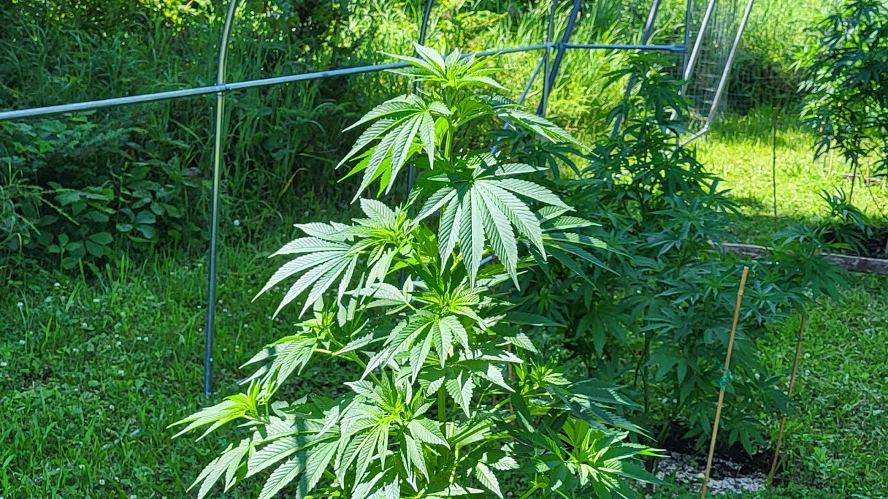 Natural Outdoor Cannabis Grow 🍁 - YouTube