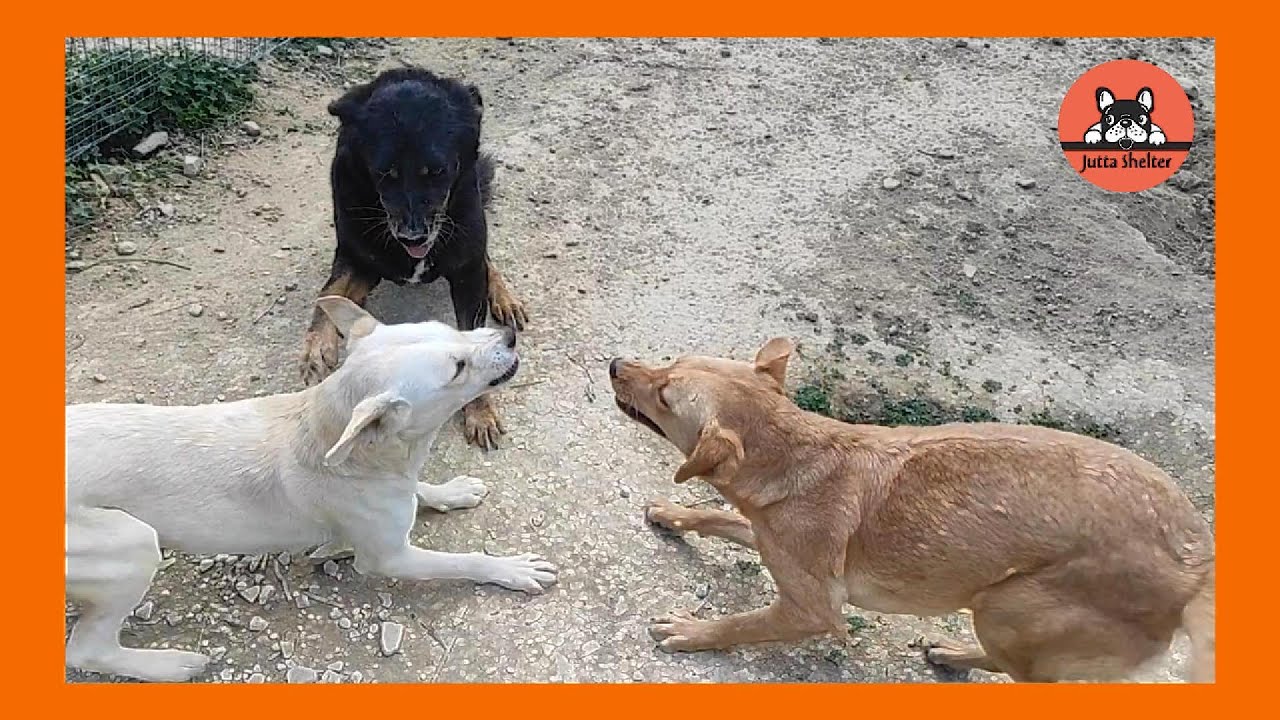 Rescued Dog Arxigos Supervises the Big Puppies - YouTube