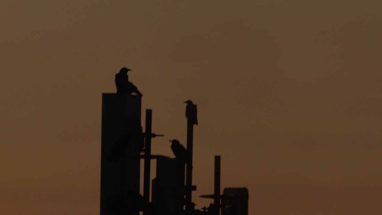 Some Portland Crows - YouTube