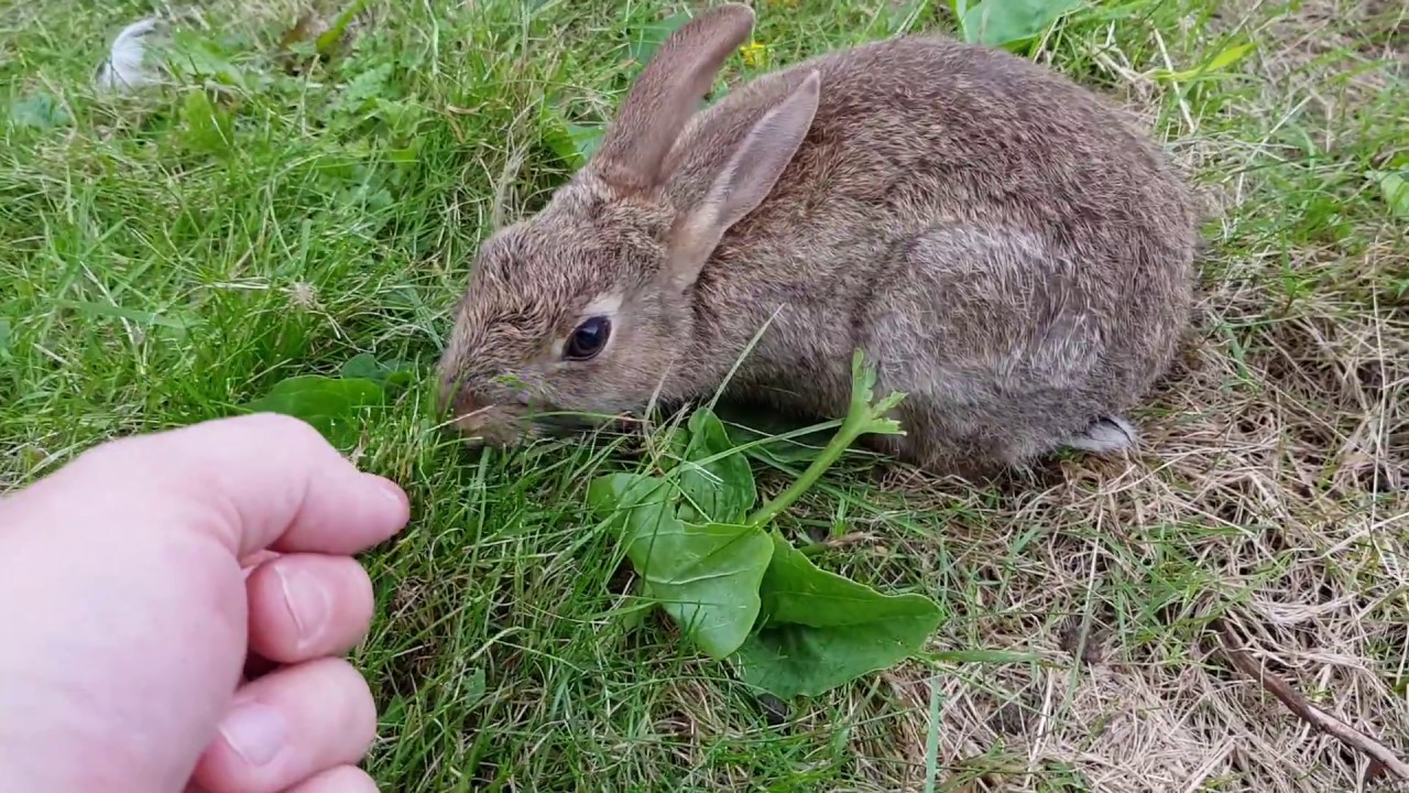 Wild RABBIT - Aberdeen near ASDA at Beach Boulevard recorded with a ...