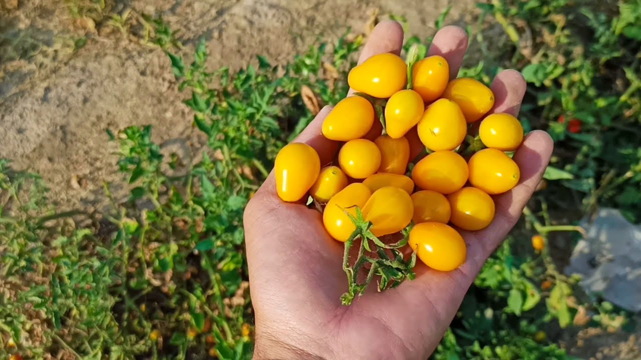 Yellow pear tomatoes | A beautiful bulb shape heirloom tomato - YouTube