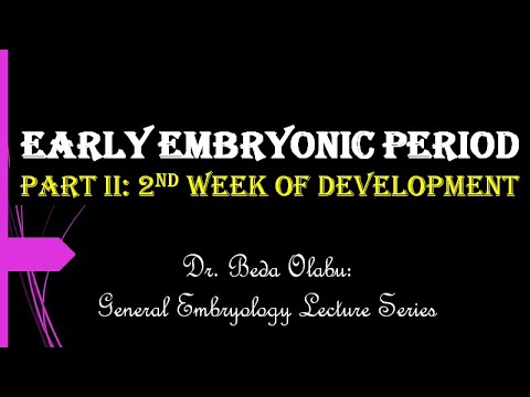 IMPLANTATION & THE 2ND WEEK OF HUMAN EMBRYONIC DEVELOPMENT - YouTube