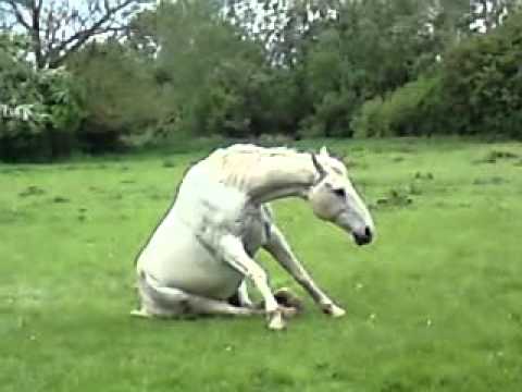 Horse sitting like a dog. - YouTube