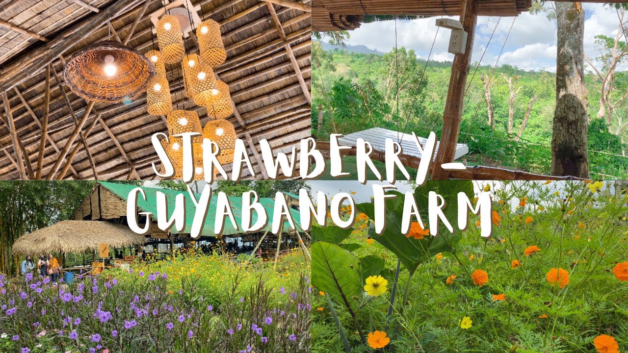 Strawberry Guyabano Farm | Loraine Arreglado - YouTube