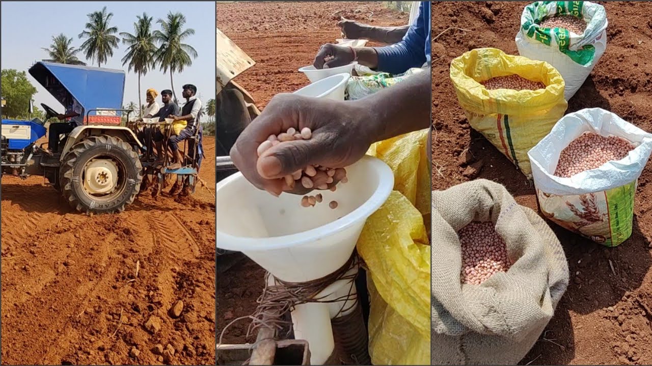 Groundnut Sowing Hand Dribbling | Seed Drill Coulters | Groundnut ...