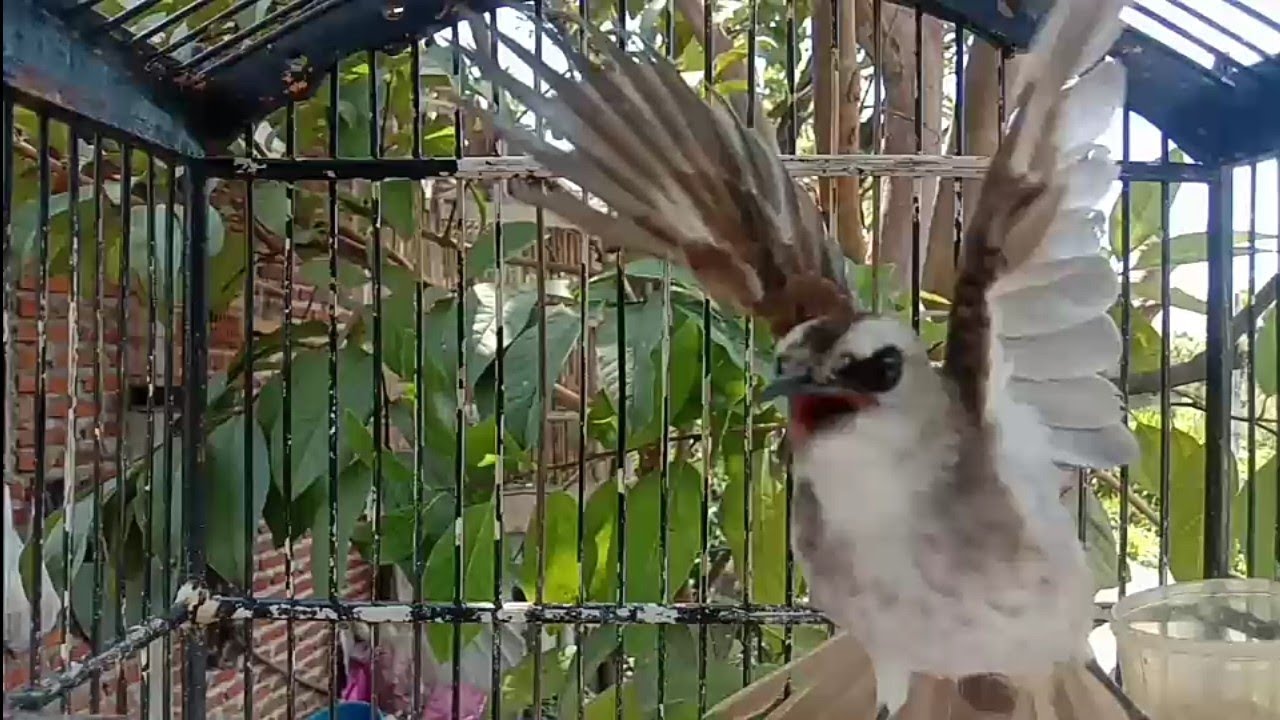 TRUCUKAN gacor || TRUCUKAN tarung || trucukan FIGHTER - YouTube