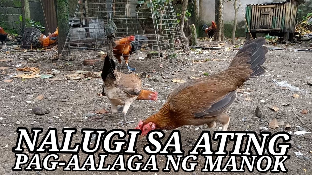Nalugi Sa Ating Pag-aalaga Ng Manok - YouTube
