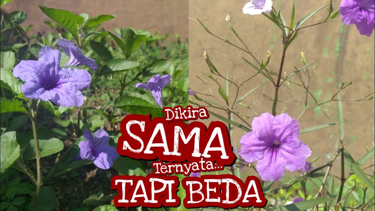 They Are Different ⁉️ 🤔 | Ruellia Tuberosa VS Ruellia Mexican |Bunga ...