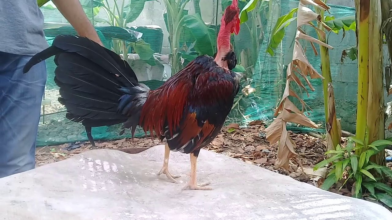 Los cocolos gallos exóticos ( suscribanse para más videos como este ...