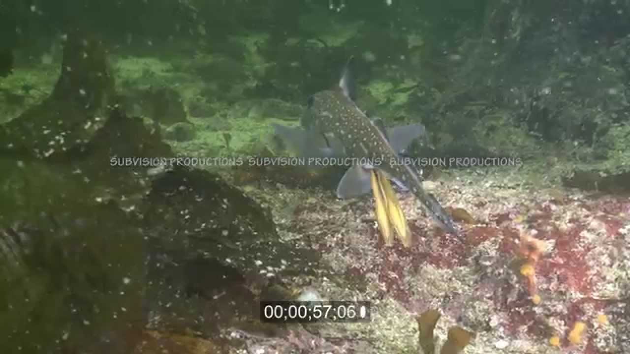 Spotted Ratfish Hydrolagus colliei with eggs HD underwater stock ...