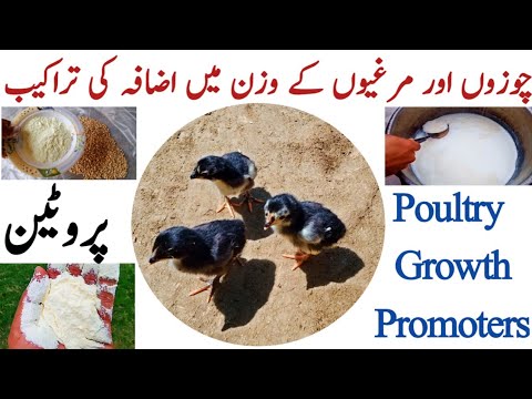 Chicken Growth Promoters | How to Increase Chicks Weight | Dr. ARSHAD ...