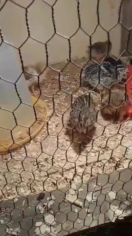 Blind farmer inspired by Bango Poultry turns dreams into reality - YouTube