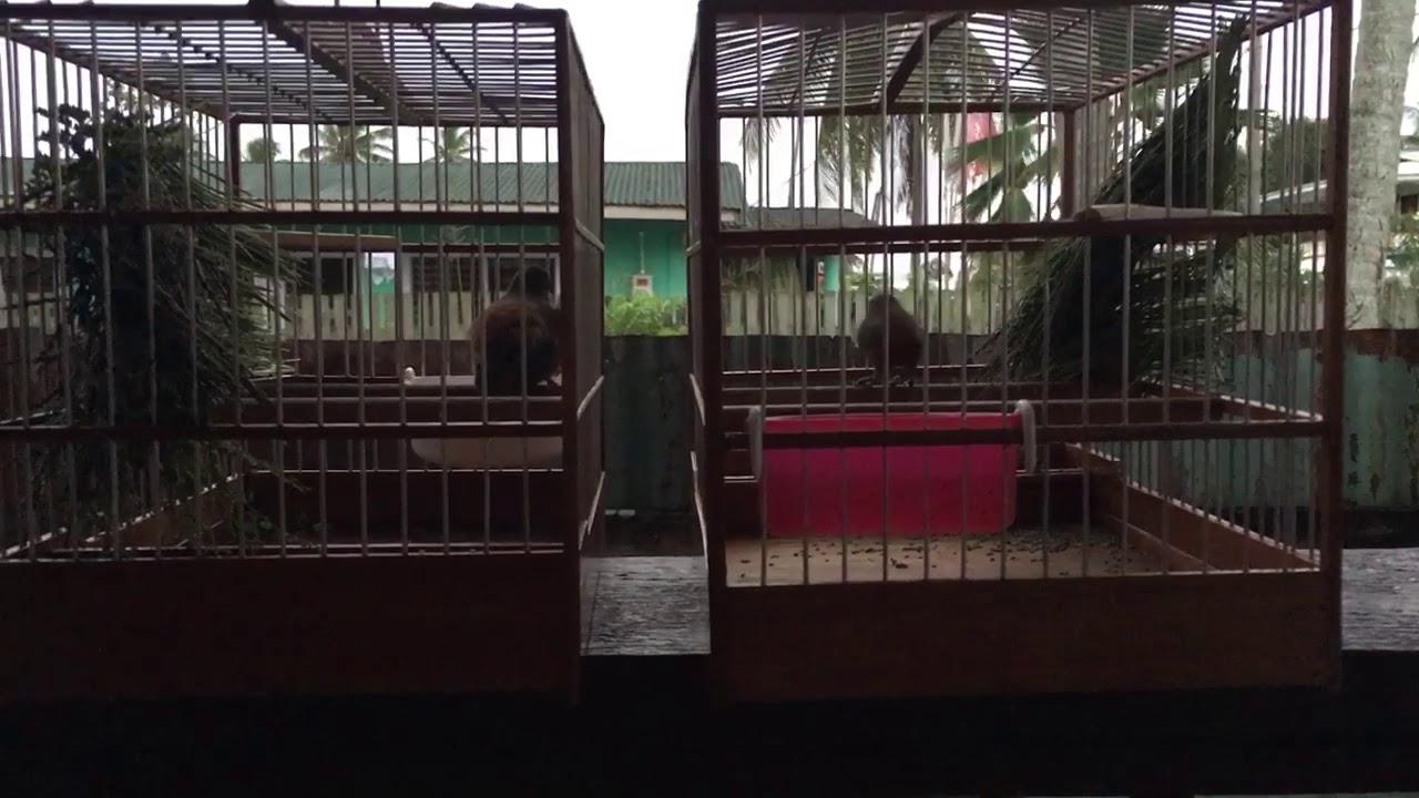 Fire red bird ramp #4 - YouTube