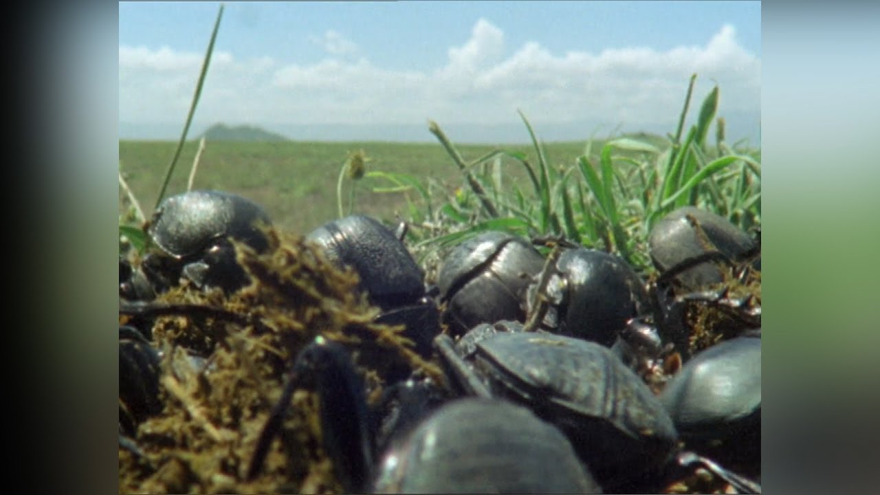 Meet Nature's Poo Pirate - YouTube