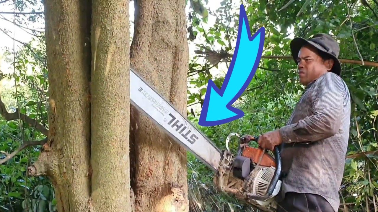 Chainsaw Stihl MS070 Wood Cutting Machine Felling Big Tree - YouTube