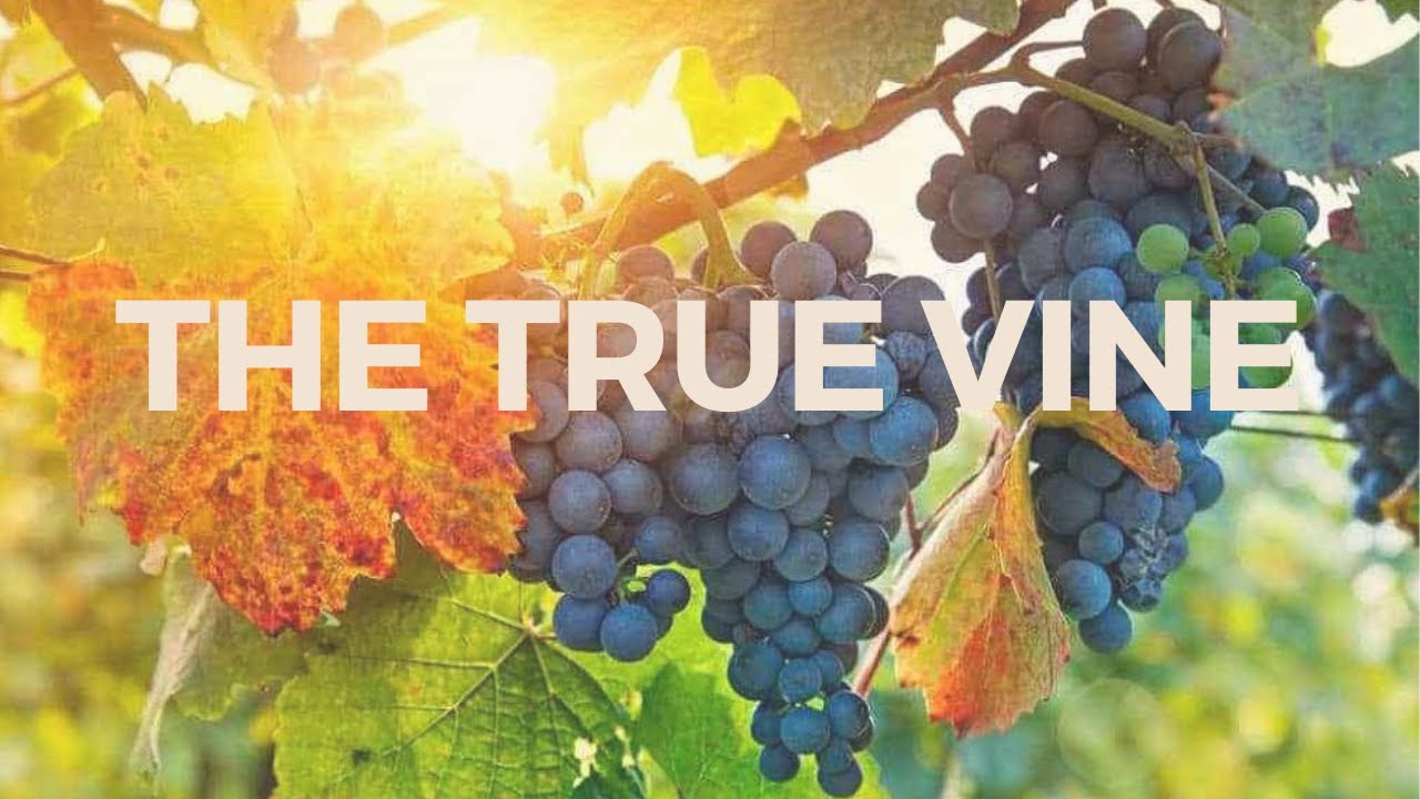 The true vine - YouTube