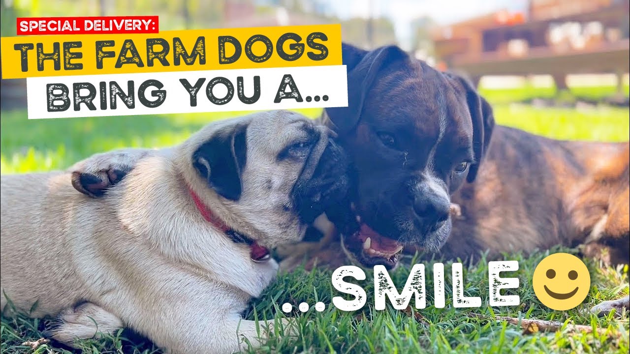 The Farm Doggies Would Like to Bring You a Smile - YouTube
