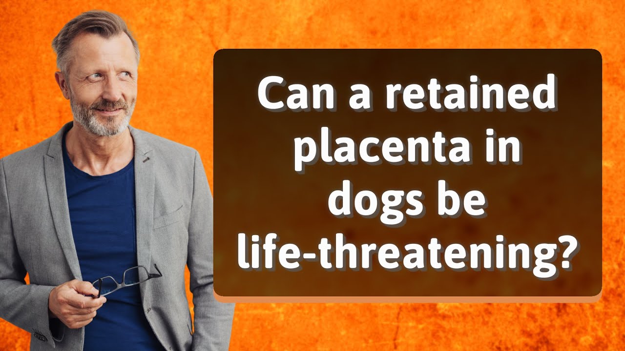 Can a retained placenta in dogs be life-threatening? - YouTube