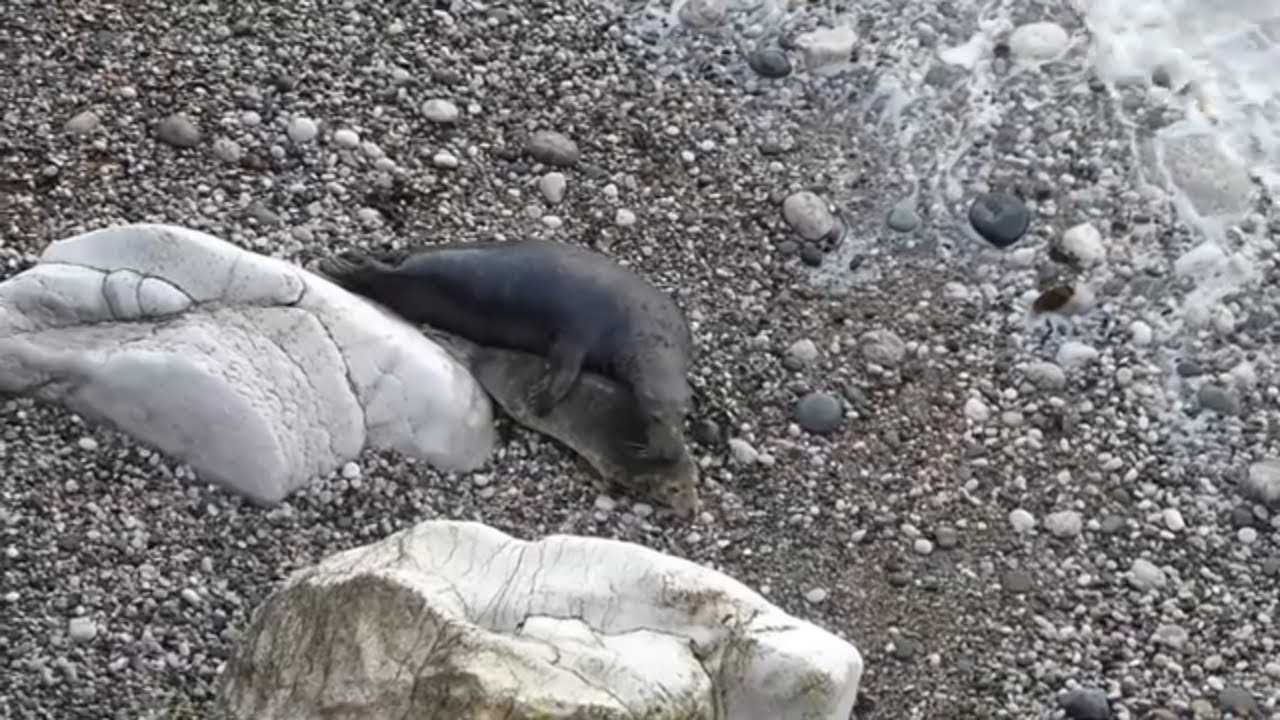 Seal Love (2021) - YouTube