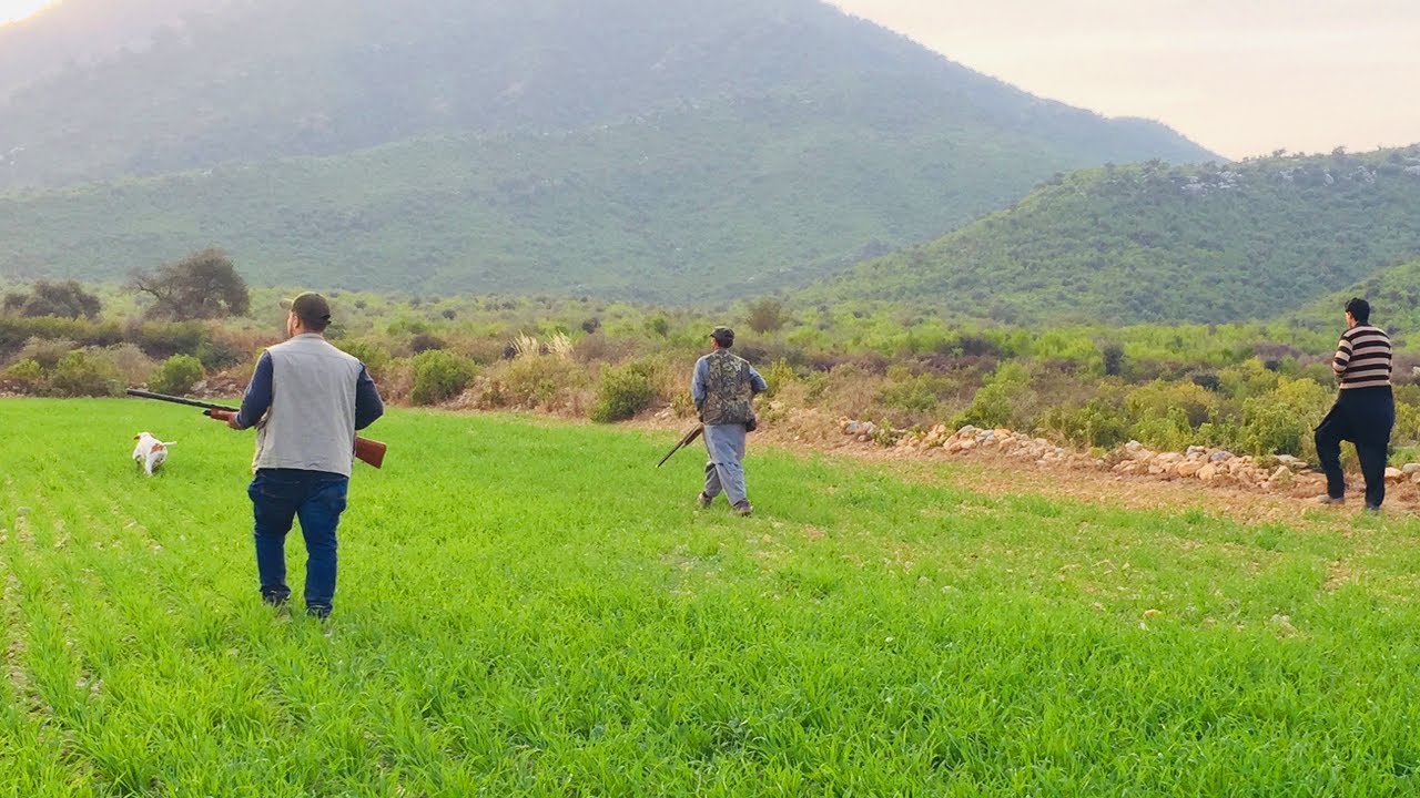 Amazing Partridge Hunting in Pakistan | Brown Partridge Hunting - YouTube