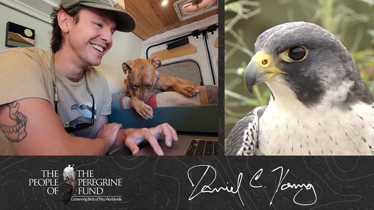 The People of The Peregrine Fund: Dan Young - YouTube