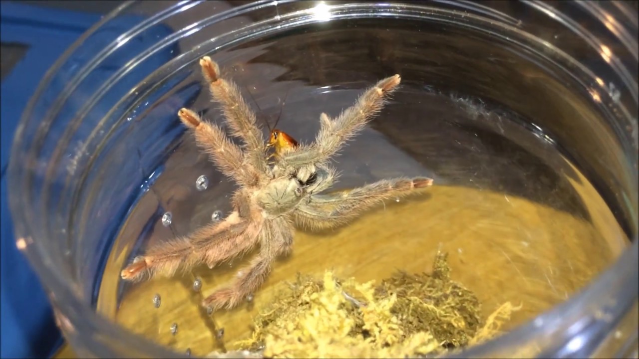 Tarantula Feeding Video #5 - YouTube