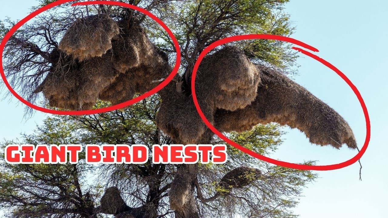 20 Most Gigantic and Complex Bird Nests That Even Architects Admire ...
