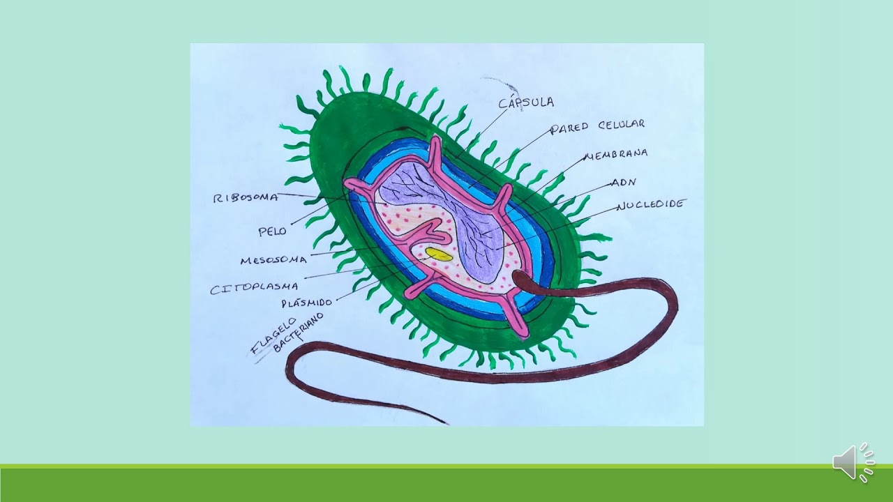 Azotobacter chroococcum - YouTube