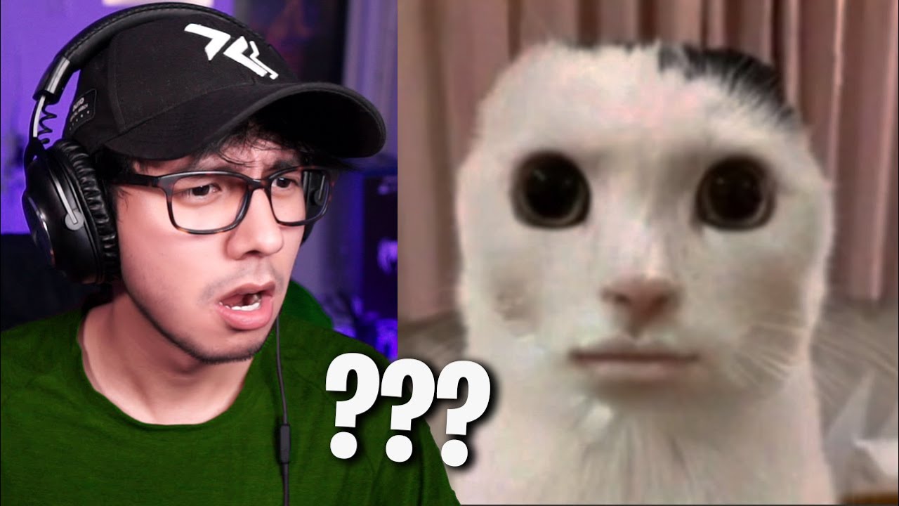 Gato sin orejas 😐 - YouTube