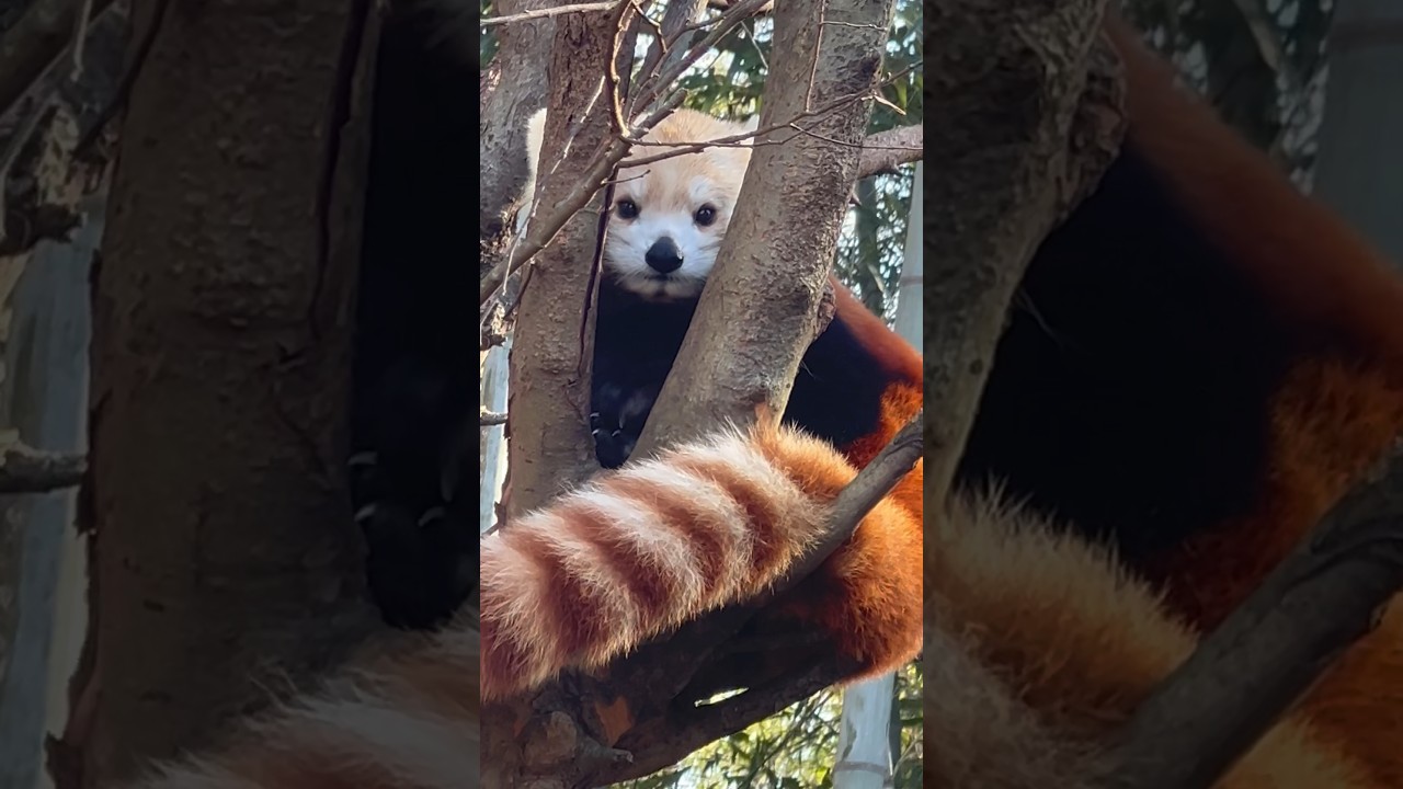 CUTE Red Panda Getting Ready for Bed #redpanda - YouTube