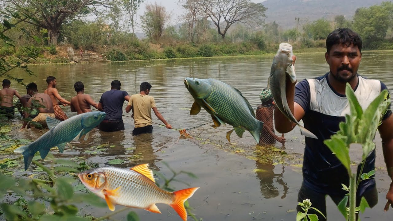 Village catching fish // bandha macha dhara - YouTube