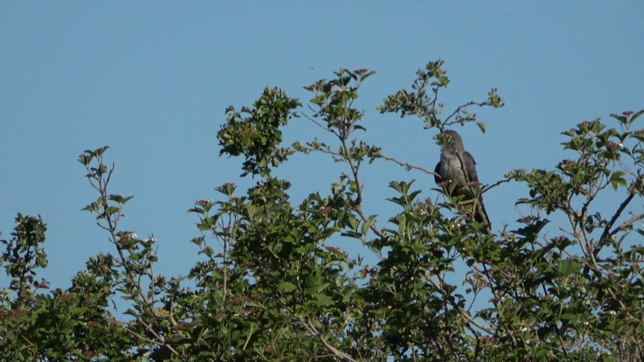 Cuckoo bird sound - De koekoek vogel geluid - YouTube
