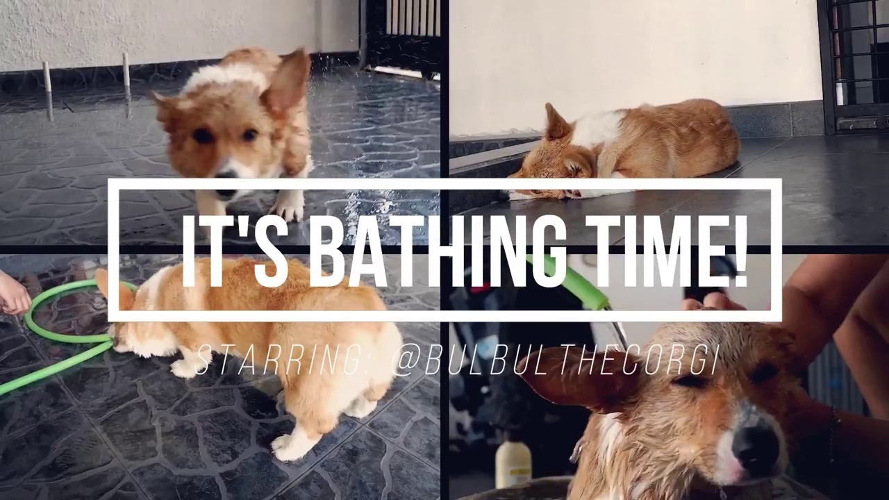 IT'S BATHING TIME! Plus How to Wash Your Dog Steps - Bulbul The Corgi ...