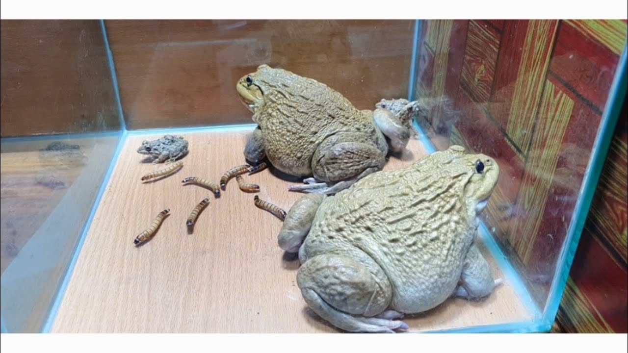 Two frog eat worms 😱 and frog 🐸🐸😱😱 - YouTube