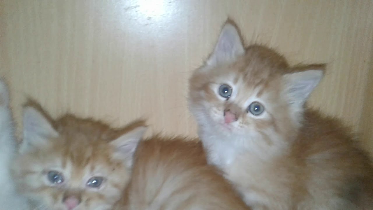 Kucing anabul yang lucu - YouTube