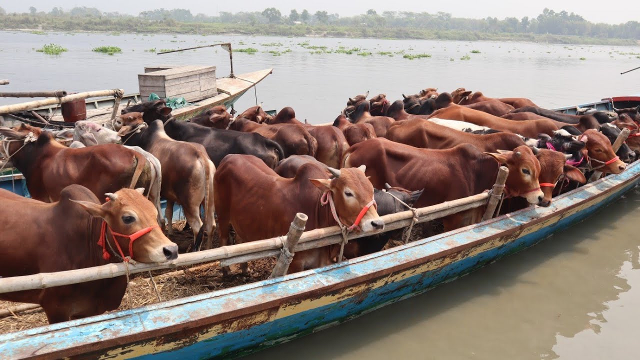 Cow unloading from boat | Cow videos | Cow market | Biggest cow in 2023 ...