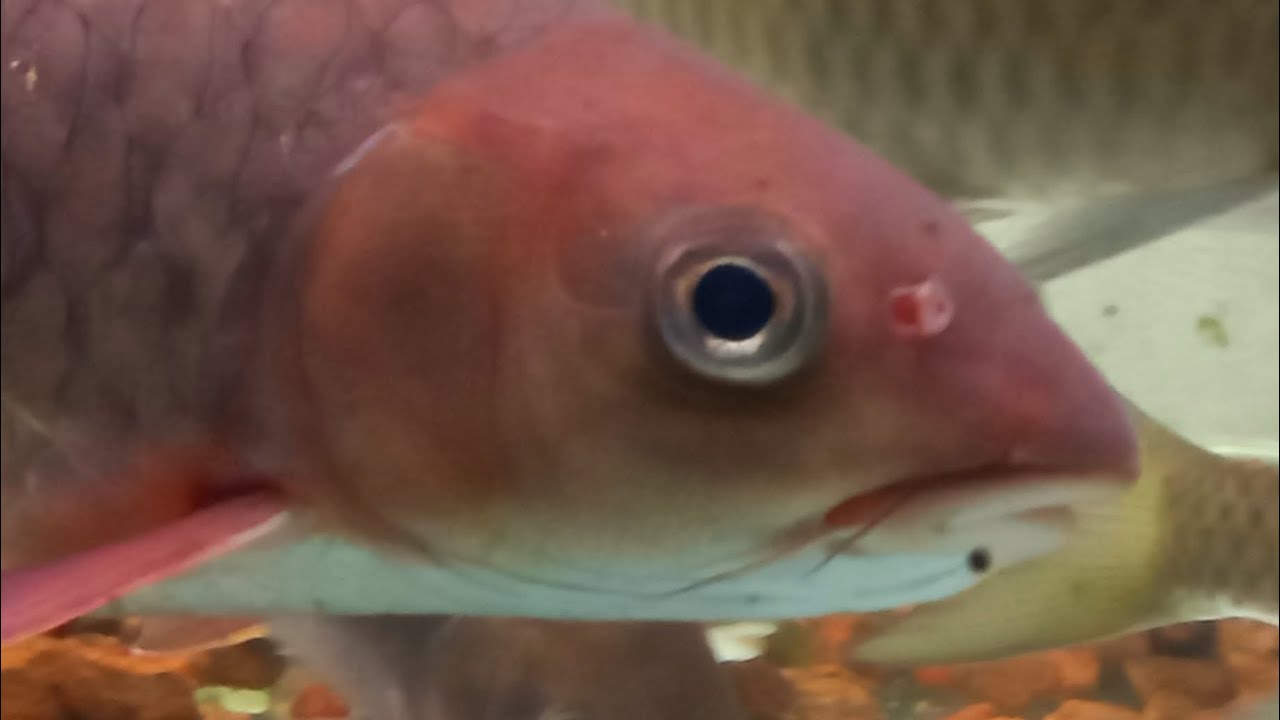 IKAN KELAH MERAH PART 22 - YouTube