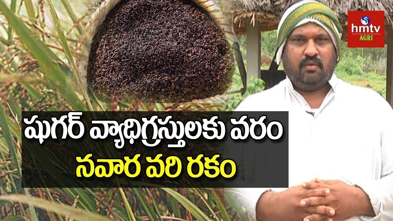 Navara Paddy Cultivation Method | Navara Rice | hmtv Agri - YouTube