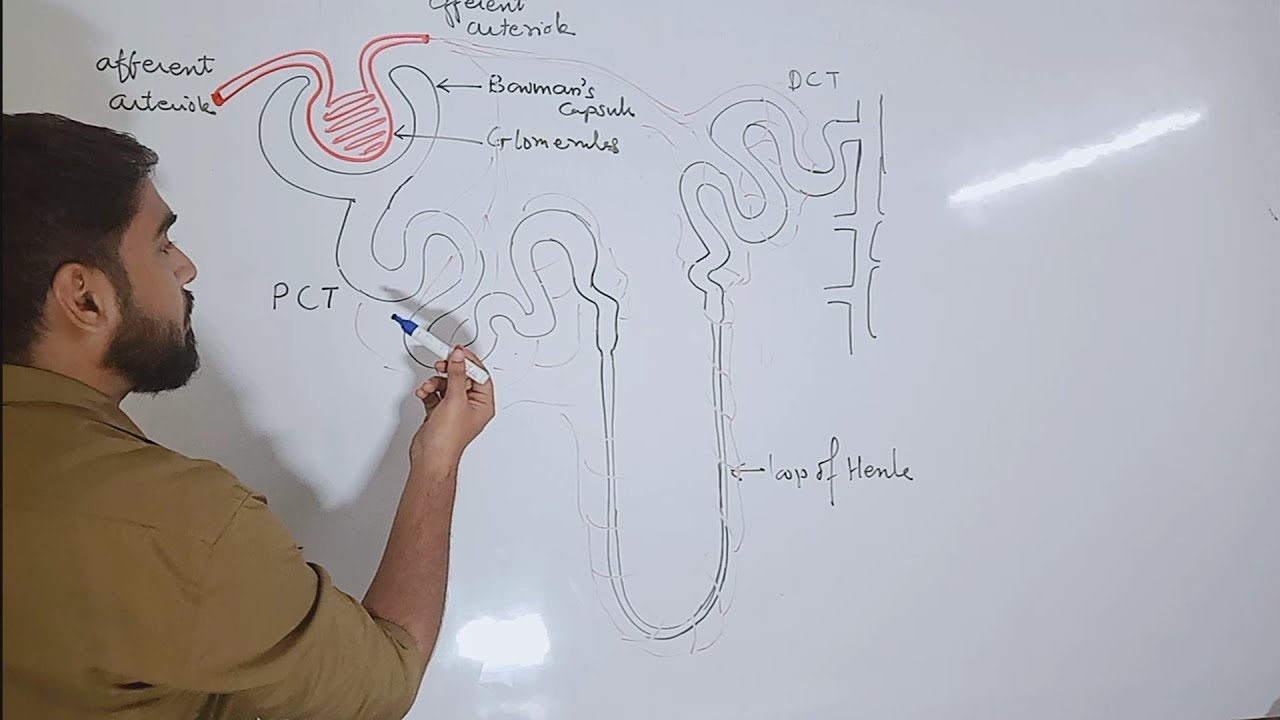 Structure of Nephron class 11 Biology Chapter Osmoregulation and ...