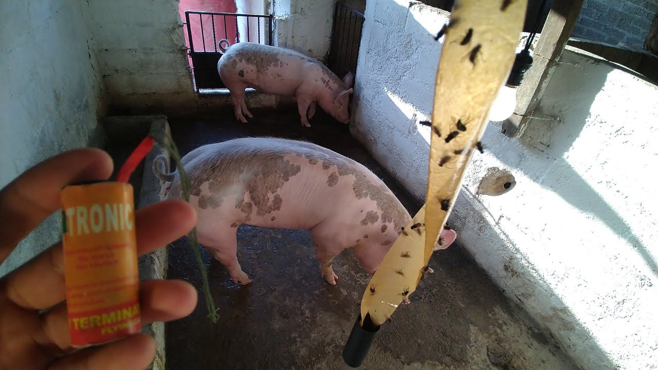 Como Combatir Las Moscas En Mi Granja De Cerdos 🐷🐖 - YouTube