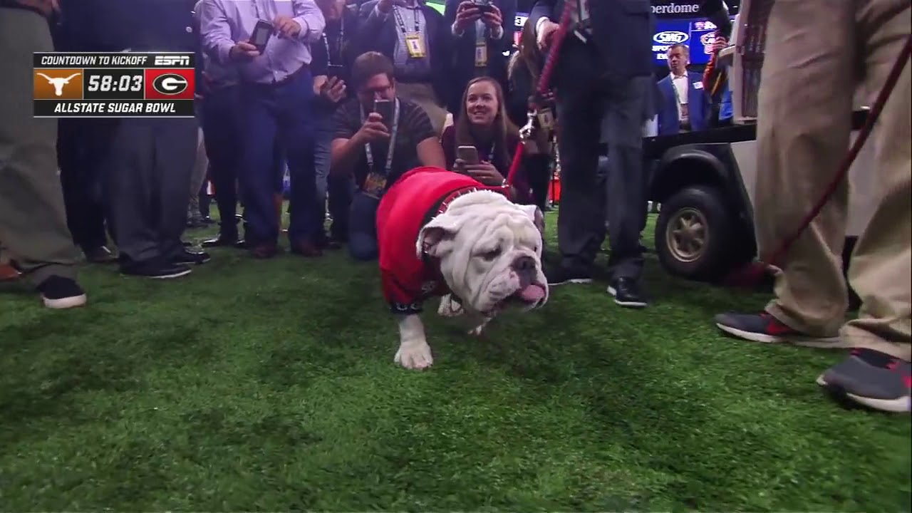 Bevo charges Uga at 2019 Sugar Bowl College Football Highlights - YouTube