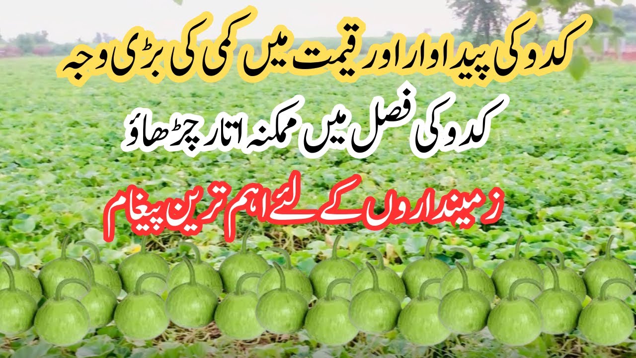 kadu farming || pumpkin farming in pakistan || Tunnel farming in ...