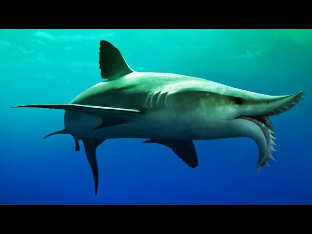 Edestus Shark