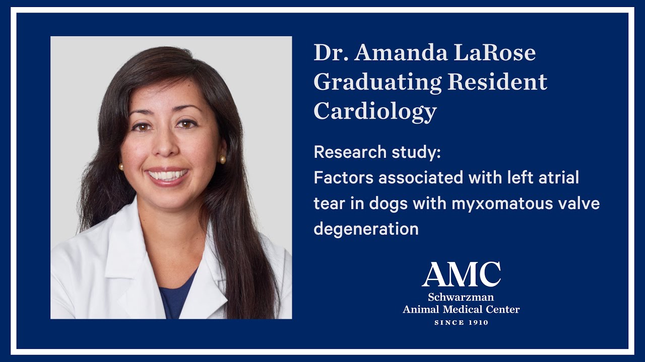 Left Atrial Tears in Dogs: Clinical, radiographic, echocardiographic ...