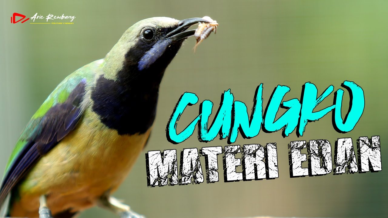 CUNGKO GACOR ISIAN SUPER PEDES ISTIMEWA - YouTube