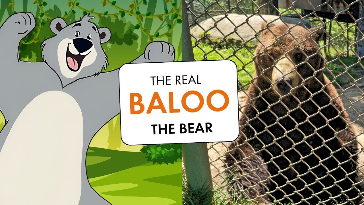 The Tragic Life of Baloo the Bear - Romania’s Saddest Tourist ...